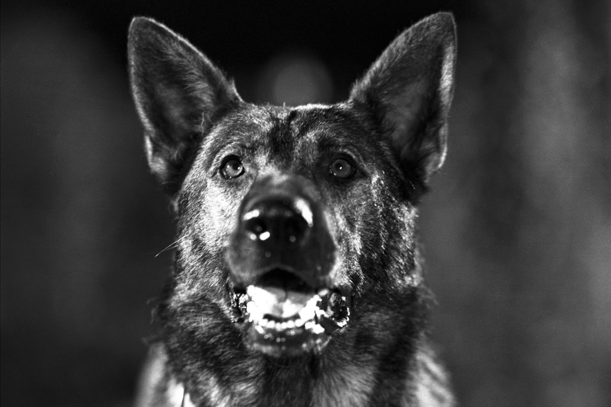 Kántor: a leghíresebb rendőrkutya :: https://kantorrendelo-hu3.webnode.hu/